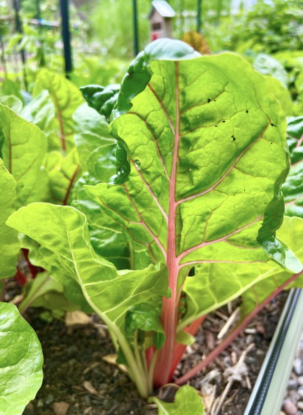 Swiss Chard (aka. Silverbeet)