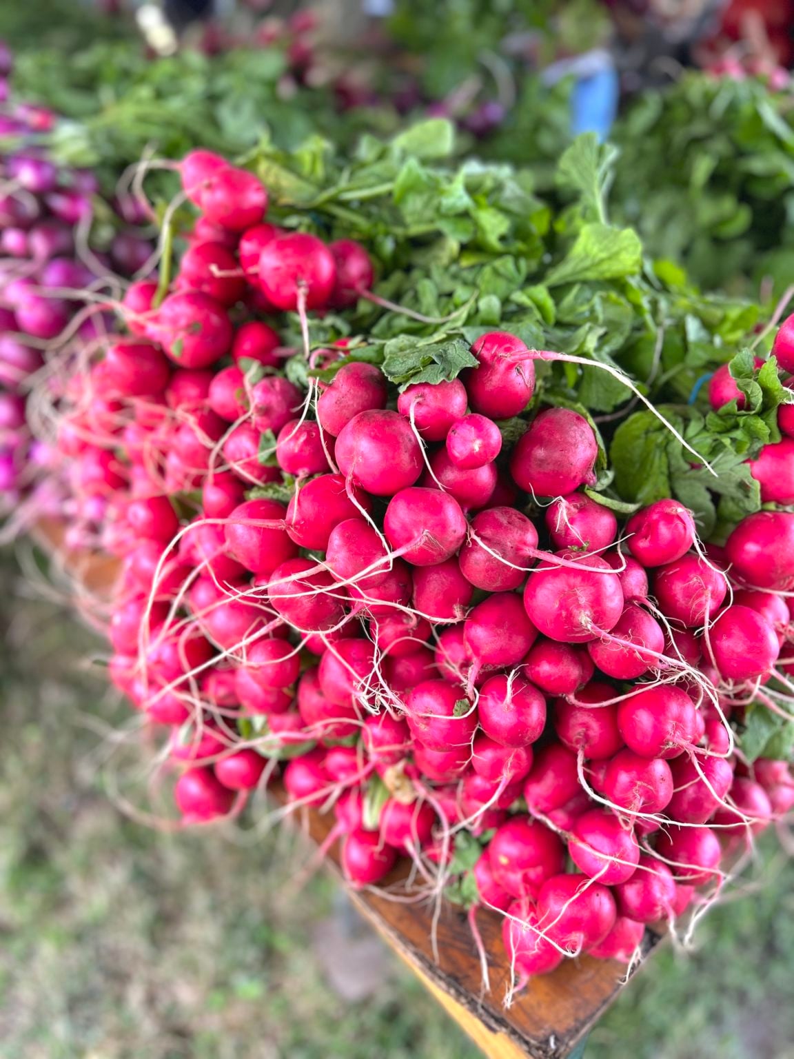 Radishes - the Small but Mighty Root Vegetable
