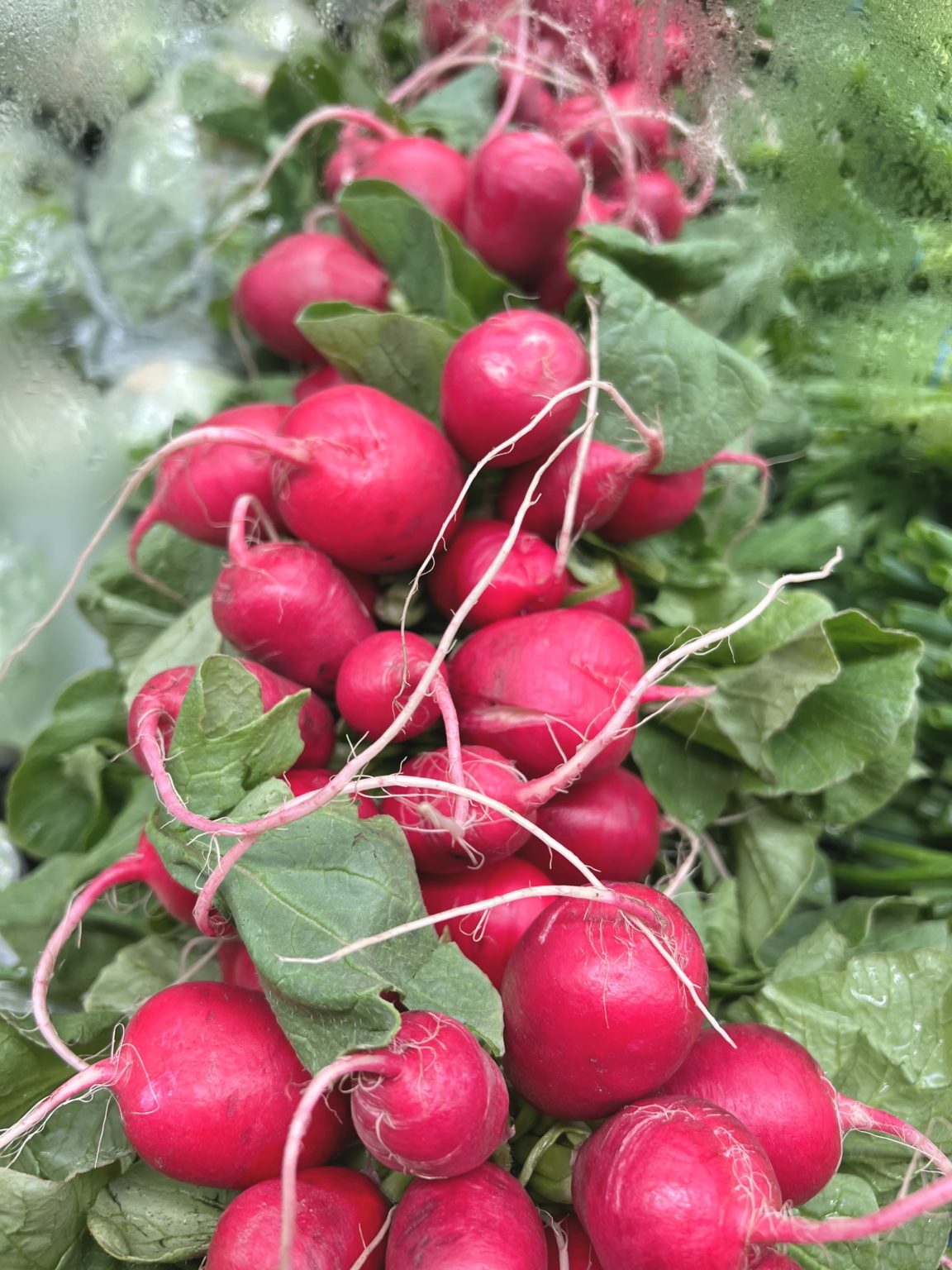 Radishes - the Small but Mighty Root Vegetable